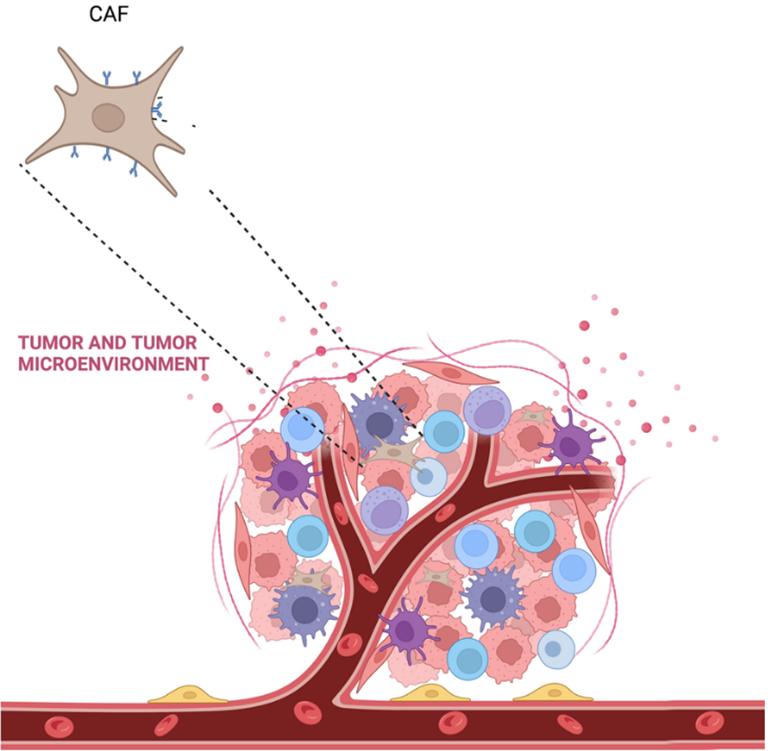 Cancer Metabolism Hepatocellular Carcinoma Hcc